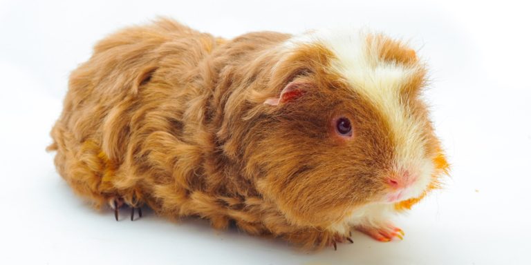 CH-Teddy Meerschweinchen - Pflege, Haltung und Charakter