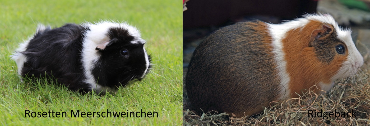 Rosetten Meerschweinchen - Charakter, Pflege, Haltungstipps