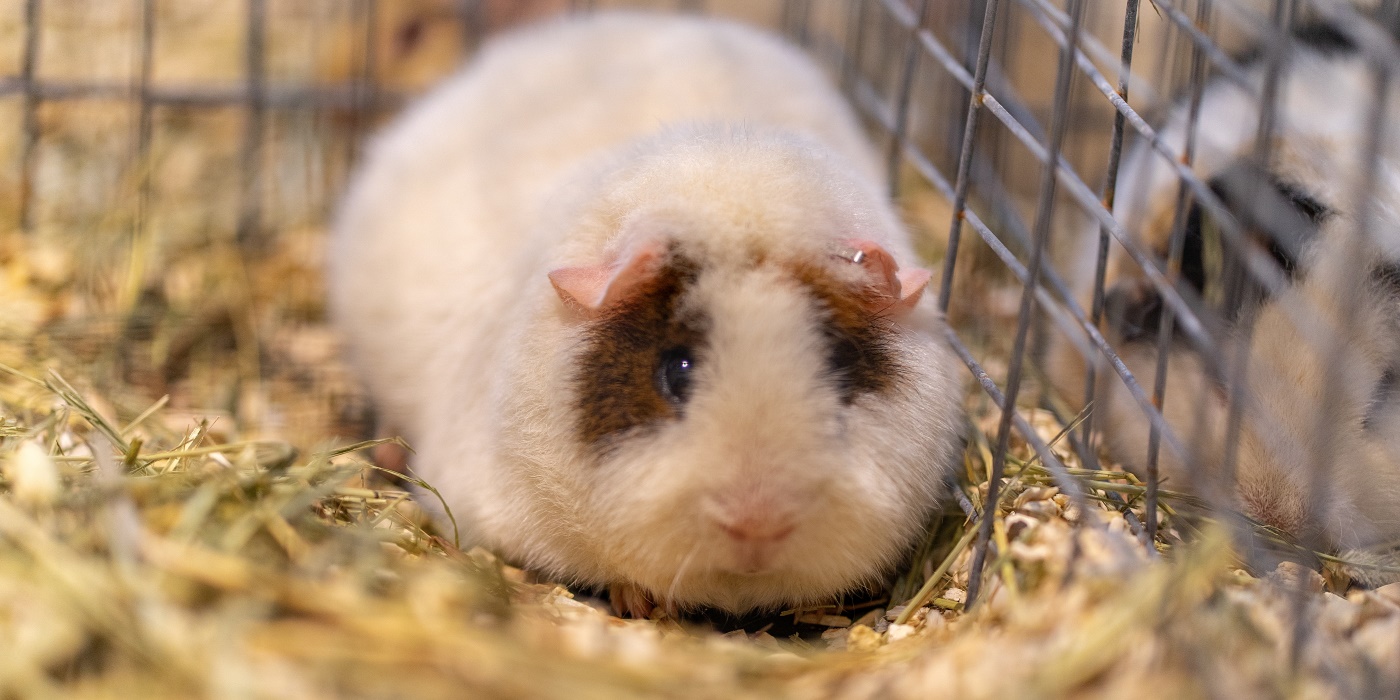 Haarlinge beim Meerschweinchen - Ansteckung, Behandlung, mehr