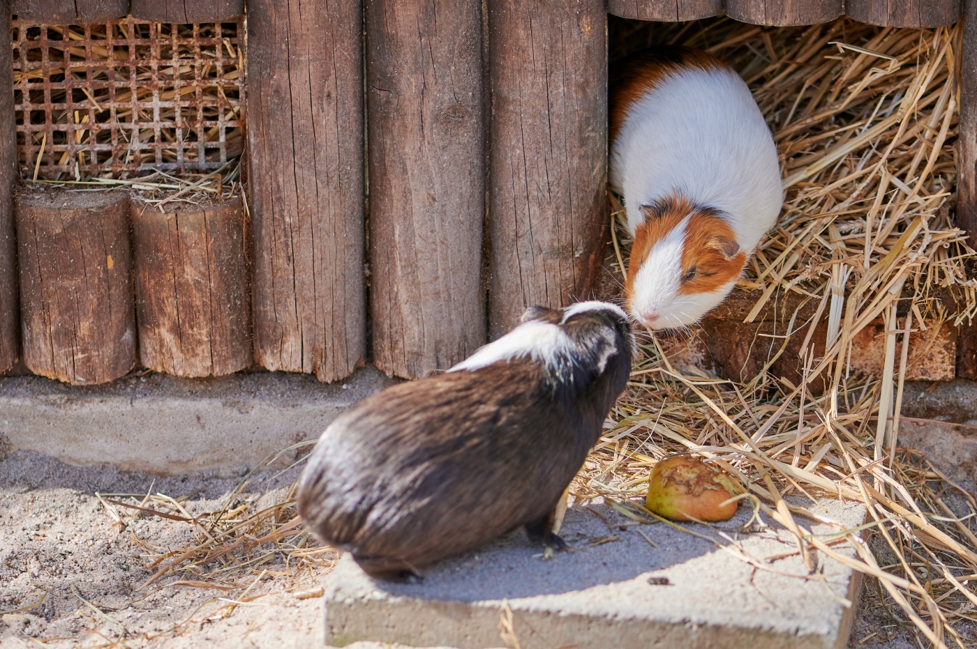 Haarlinge beim Meerschweinchen - Ansteckung, Behandlung, mehr