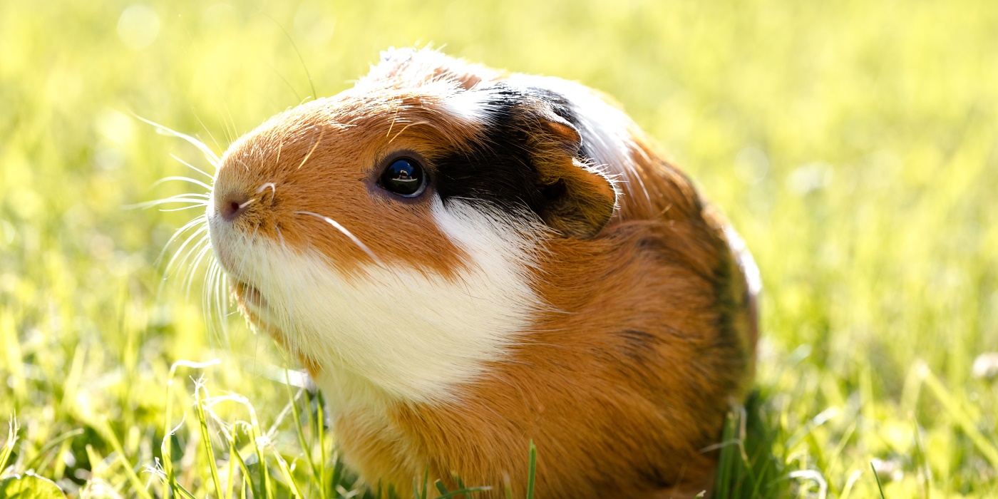 Haarlinge beim Meerschweinchen - Ansteckung, Behandlung, mehr