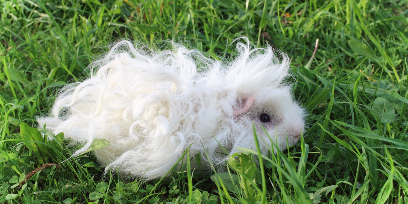 CH-Teddy Meerschweinchen - Pflege, Haltung und Charakter