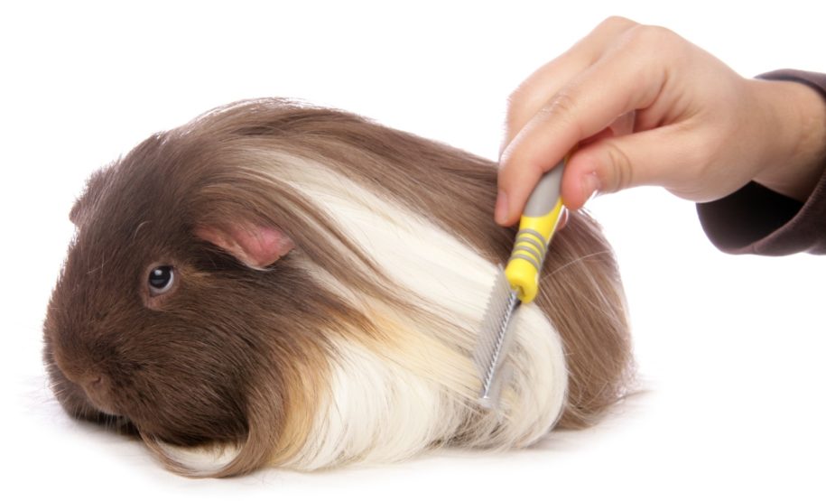 Fellpflege beim Meerschweinchen - was gehört zur Fellpflege?