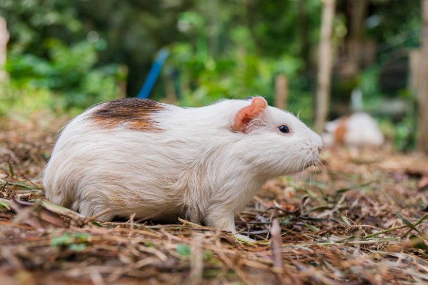 Milben bei Meerschweinchen - Arten, Ursachen, Behandlung