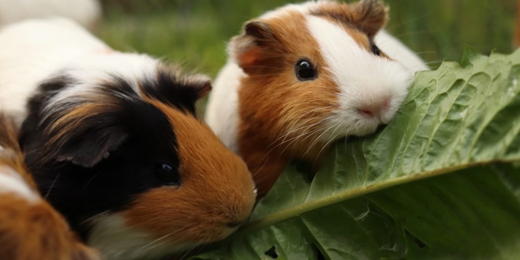 Haarlinge beim Meerschweinchen - Ansteckung, Behandlung, mehr