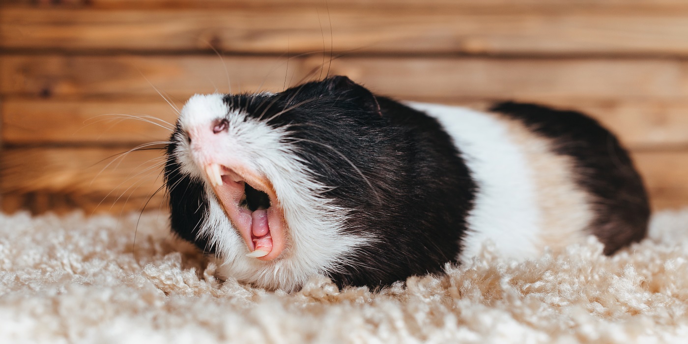 Zähne pflegen beim Meerschweinchen - Backen- + Schneidezähne