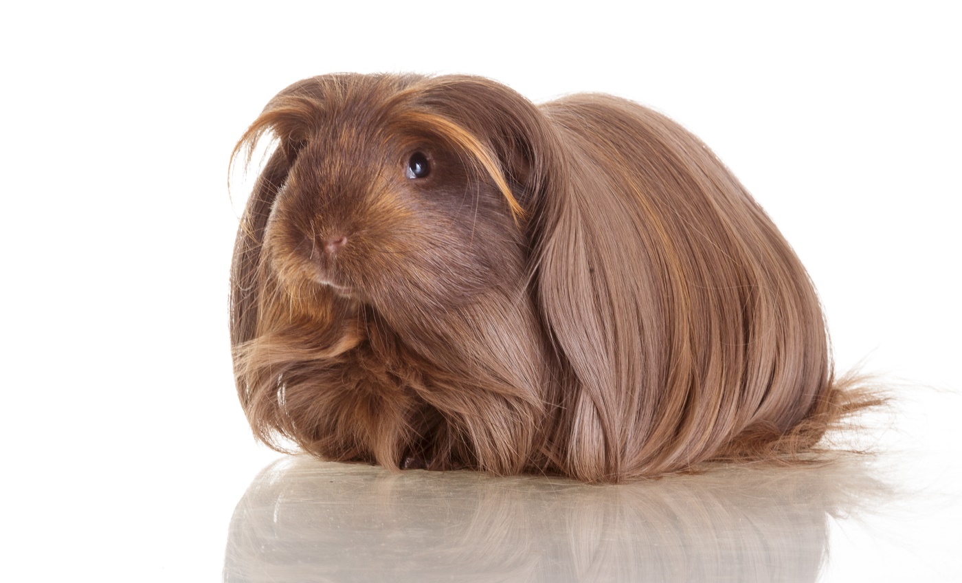 Coronet Meerschweinchen - Pflege, Haltung, Charakter, Aussehen