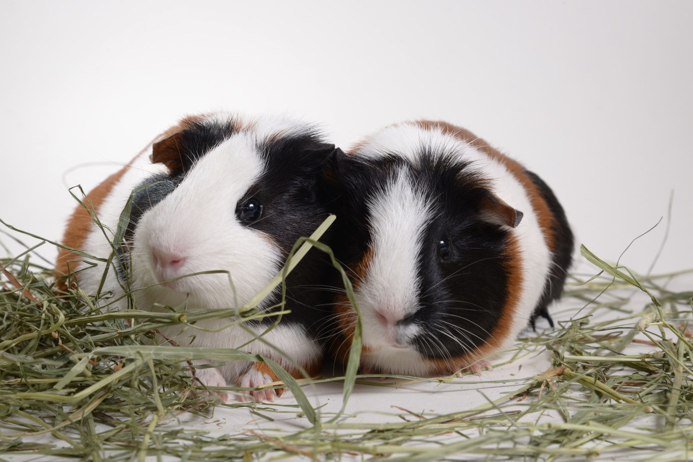 Brunst beim Meerschweinchen- wie läuft die Brunst ab? Infos