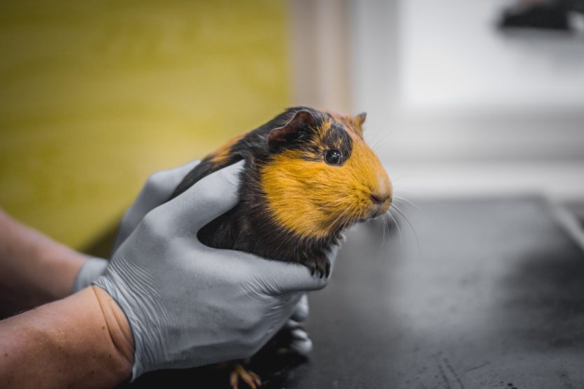 Perinealtasche Meerschweinchen - Vorbereitung, Durchführung