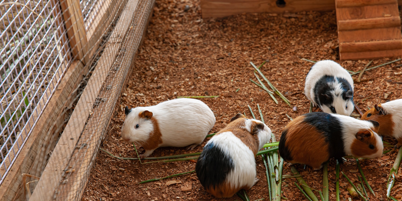 Aussengehege Meerschweinchen Selber Bauen