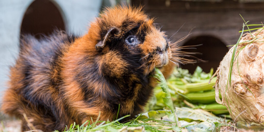 Meerschweinchenrassen für Anfänger - Kurzvorstellung der Rassen
