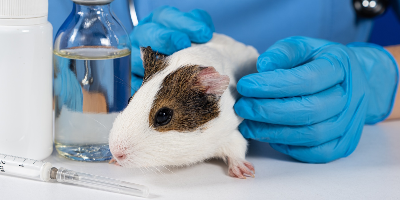 Durchfall beim Meerschweinchen - Symptome & Behandlung