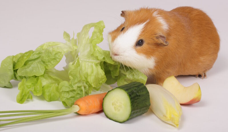 Meerschweinchen Futterplan - so gelingt eine gute Ernährung