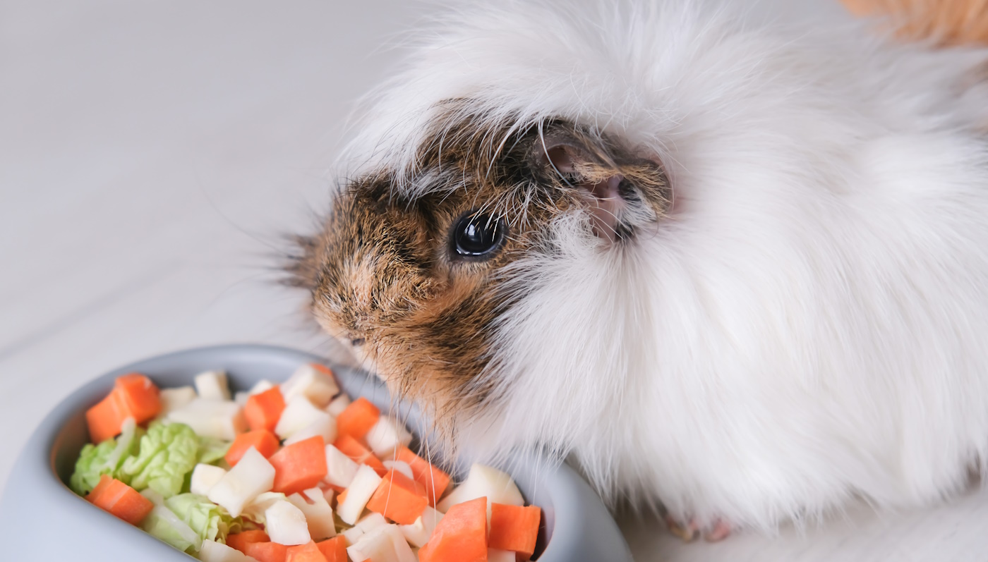 Meerschweinchen Futterplan - so gelingt eine gute Ernährung