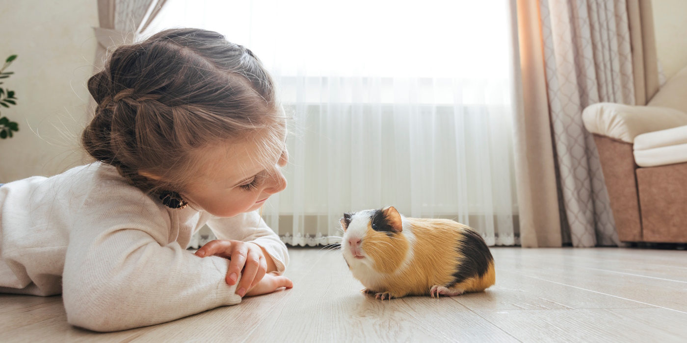 Meerschweinchen und Kinder - Regeln & Rahmenbedingungen