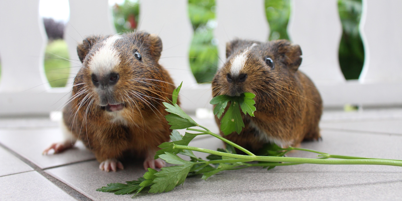 Meerschweinchen Auf Dem Balkon