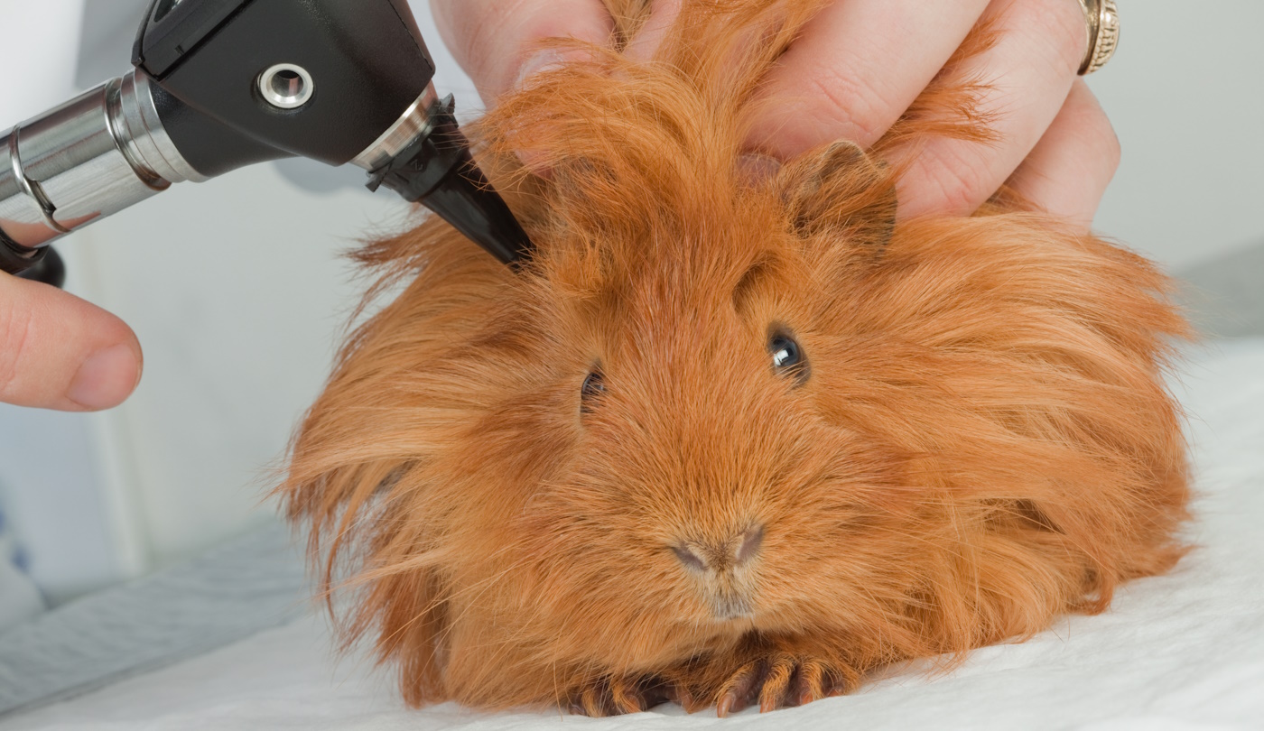 Ohrenentzündung beim Meerschweinchen - Symptome & Hilfe